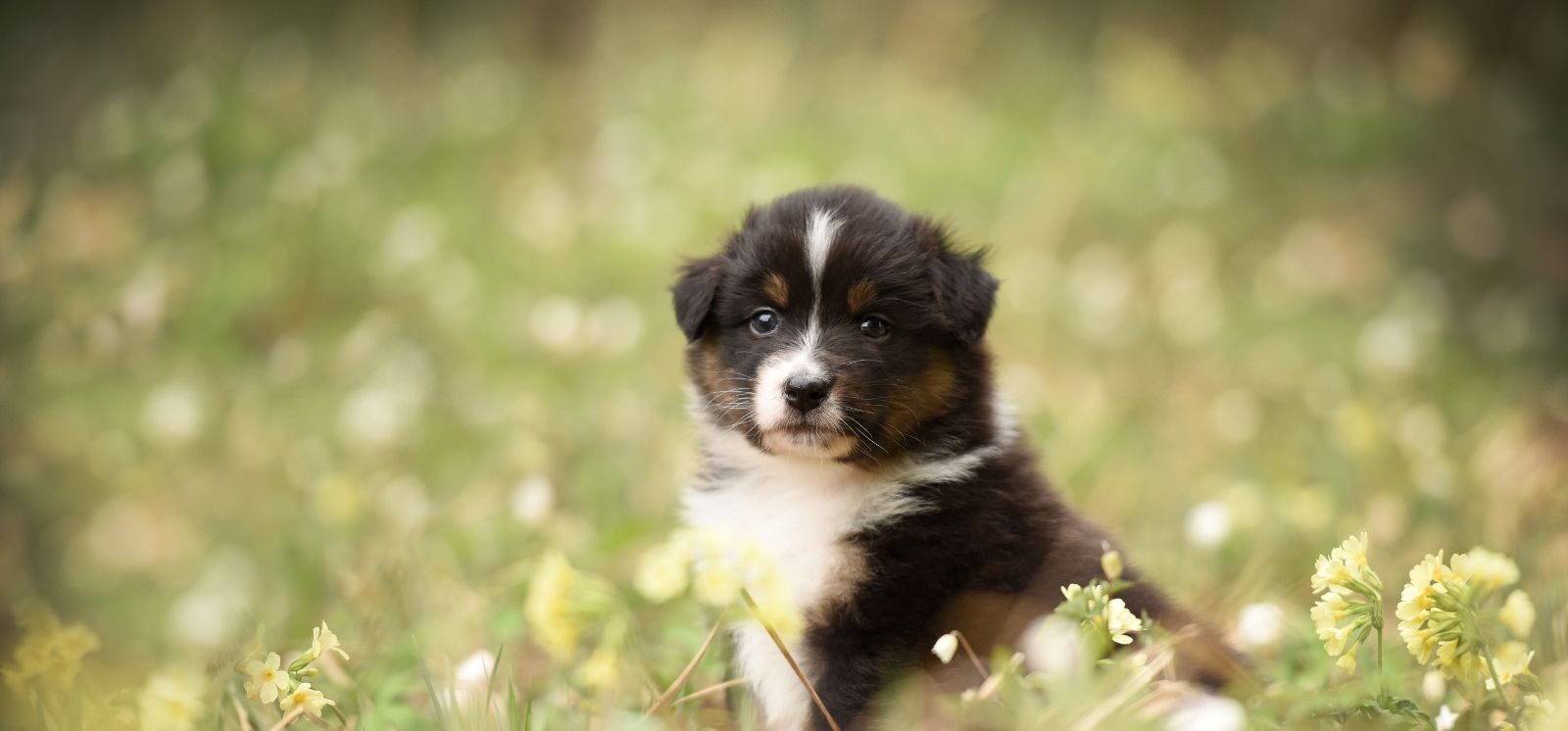 Wellness Care | Plantation Park Animal Hospital